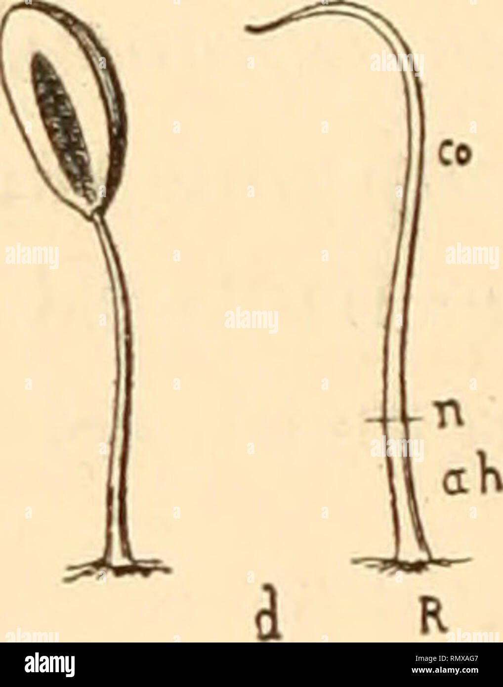 Plante en germination hi-res stock photography and images - Alamy