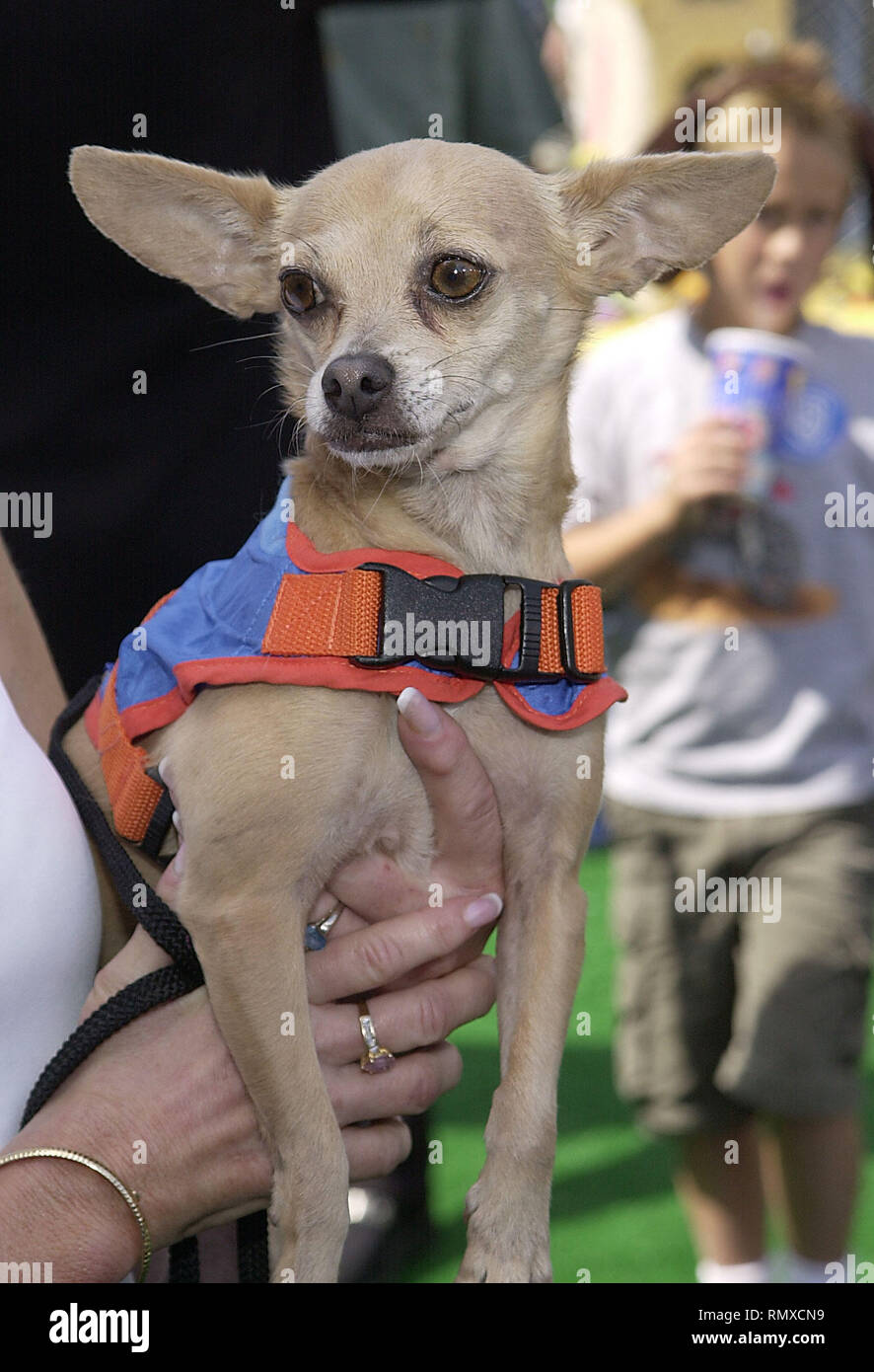 Gidget movie hi-res stock photography and images - Alamy