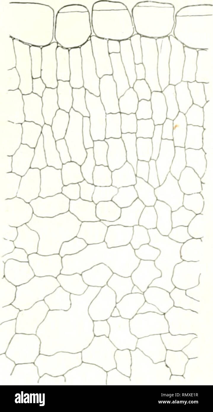 Cellules de la joue hi-res stock photography and images - Alamy