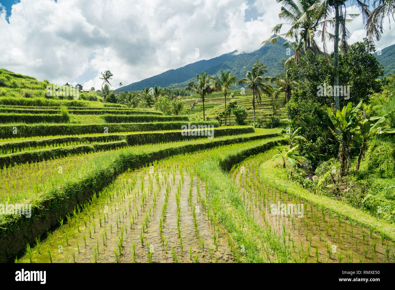 Jatiluwih rice terraces landscape in Bali, Indonesia. Unesco world ...