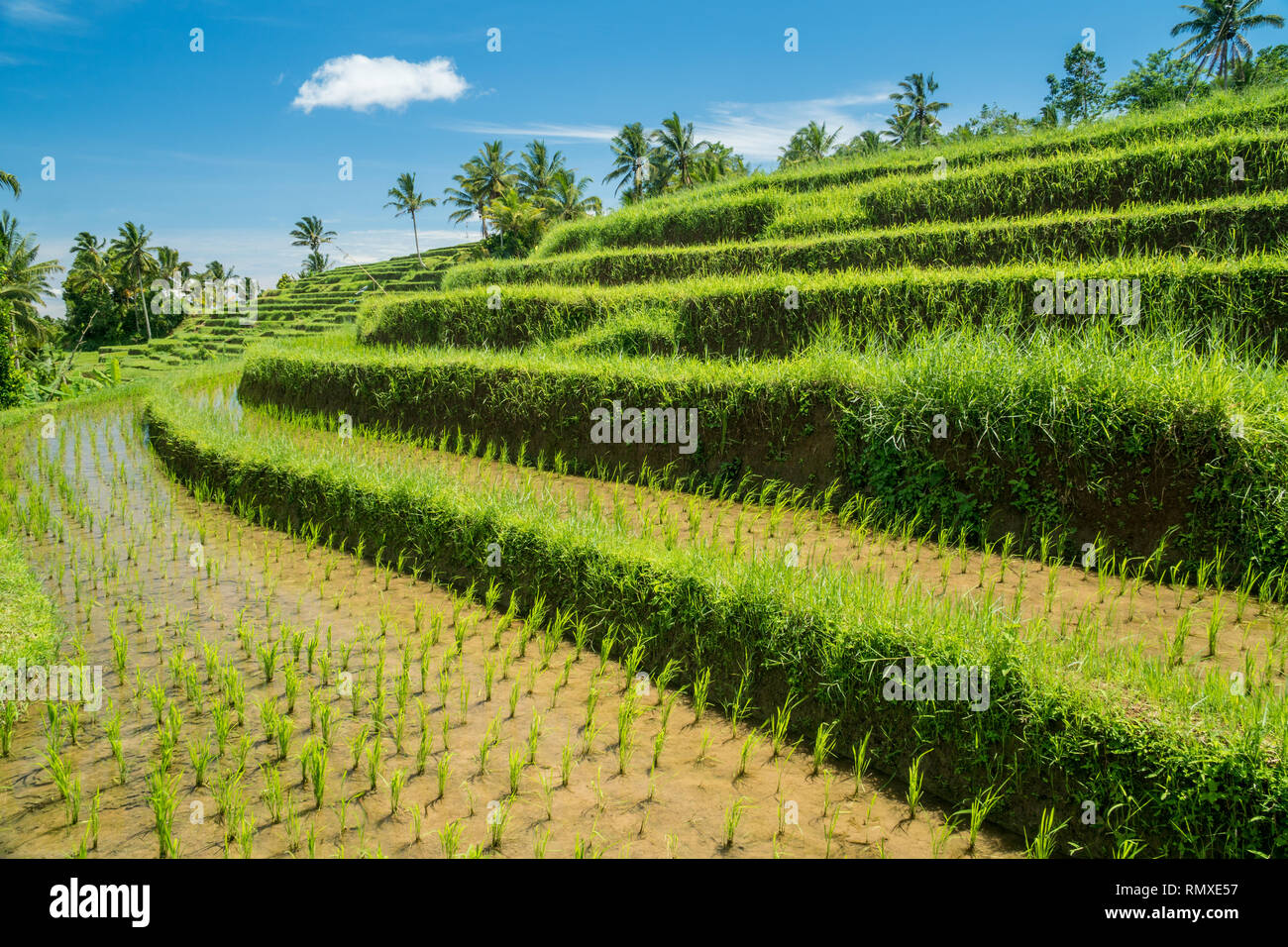 Jatiluwih rice terraces landscape in Bali, Indonesia. Unesco world ...
