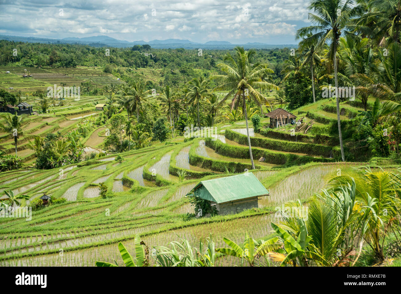 Jatiluwih rice terraces landscape in Bali, Indonesia. Unesco world heritage sight, Indonesia ...