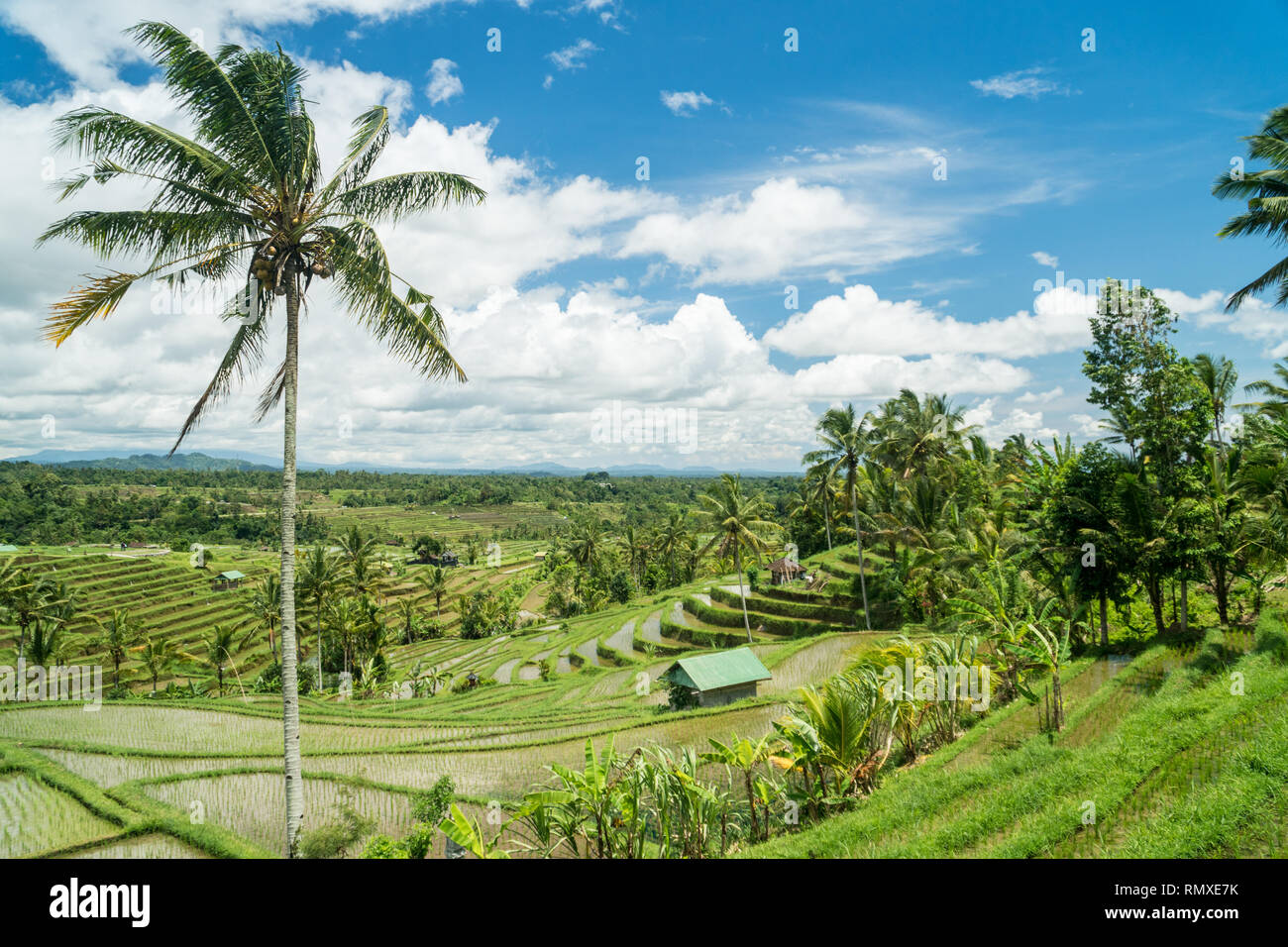 Jatiluwih rice terraces landscape in Bali, Indonesia. Unesco world ...