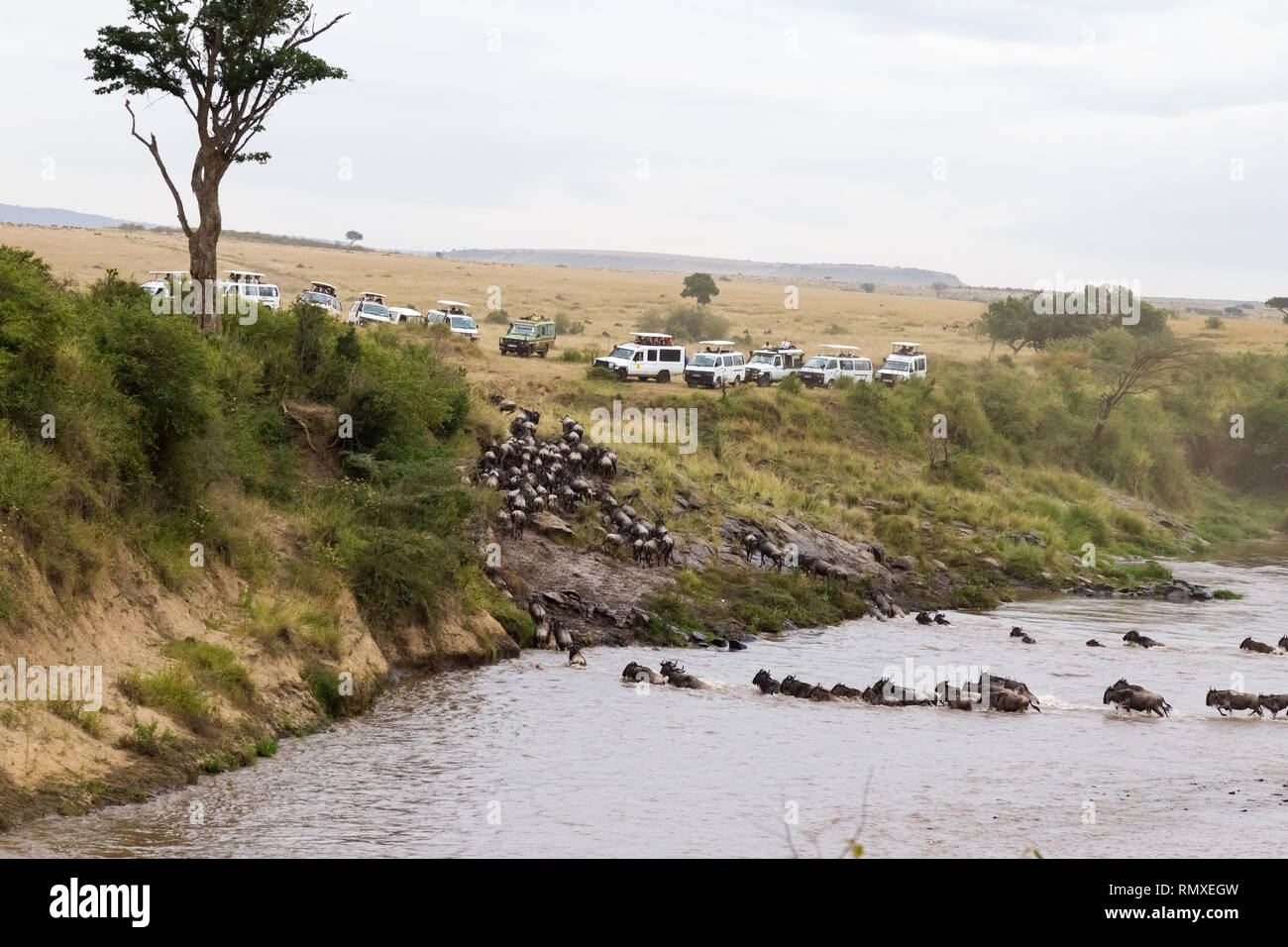 Masai mara mara river wildebeest hi-res stock photography and images ...