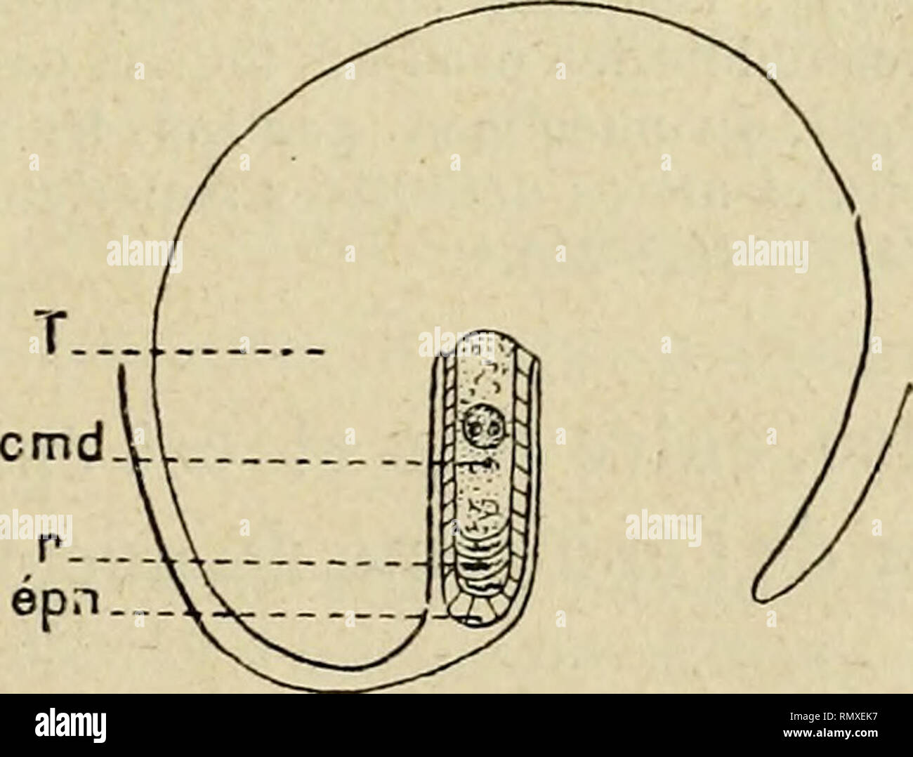 La cellule mère hi-res stock photography and images - Alamy