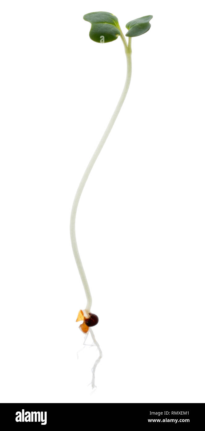 Garden cress. Edible salad plant. Also known as mustard cress Stock ...