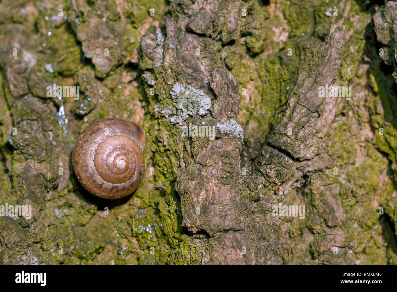 Photo of a natural still life shell of a snail close-up stuck on the ...