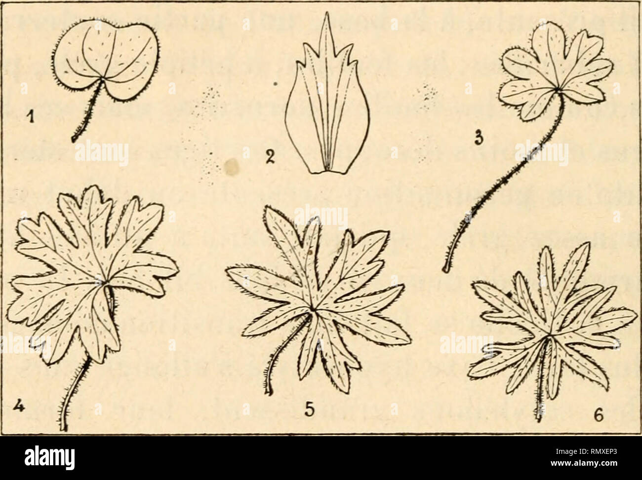 Port of limbe hi-res stock photography and images - Alamy