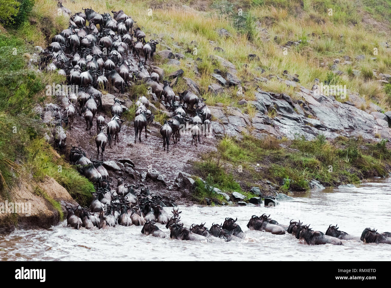 Migration animals water hi-res stock photography and images - Alamy