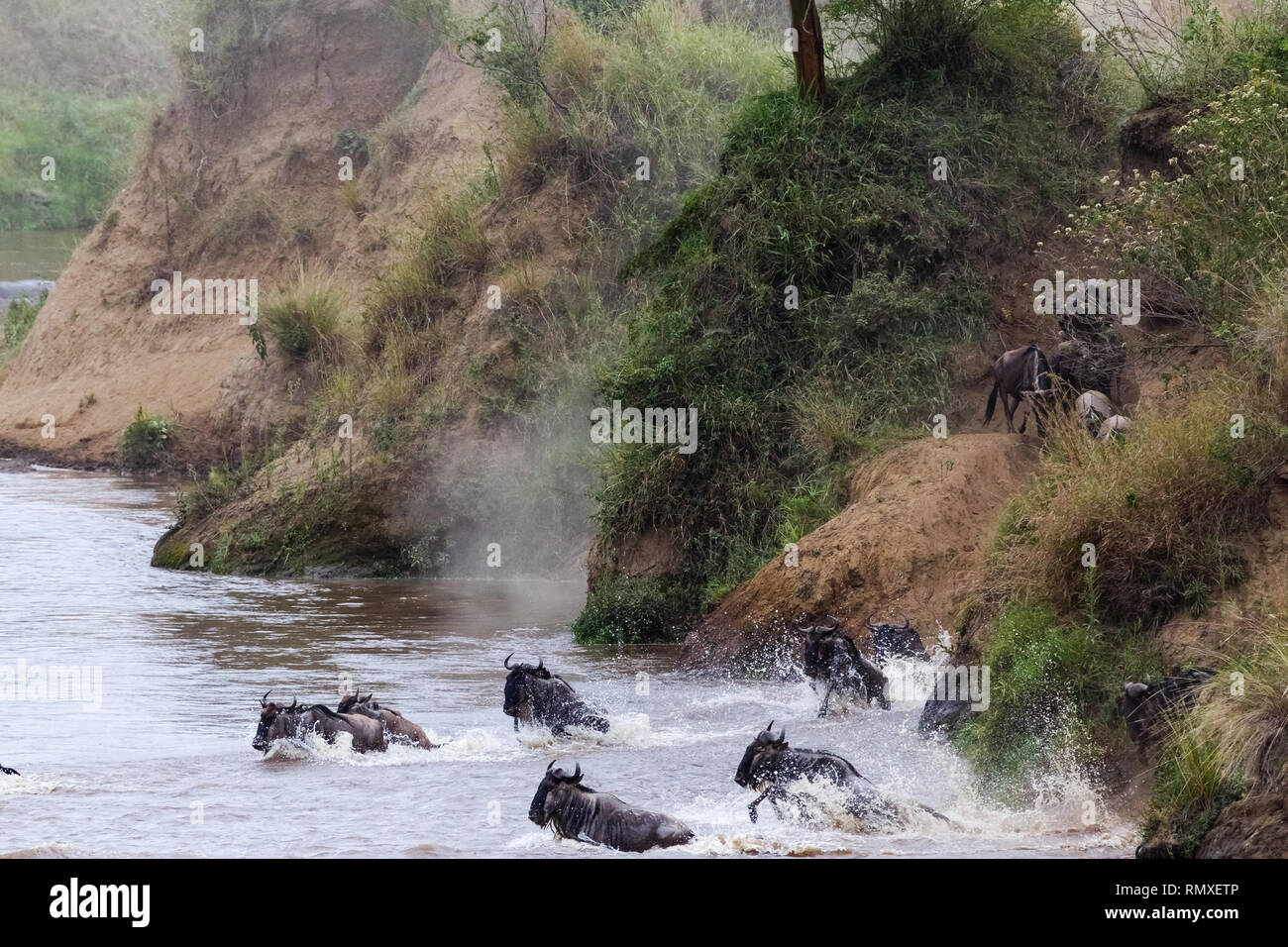 Great migration in action. Jumping from a steep bank to the river ...