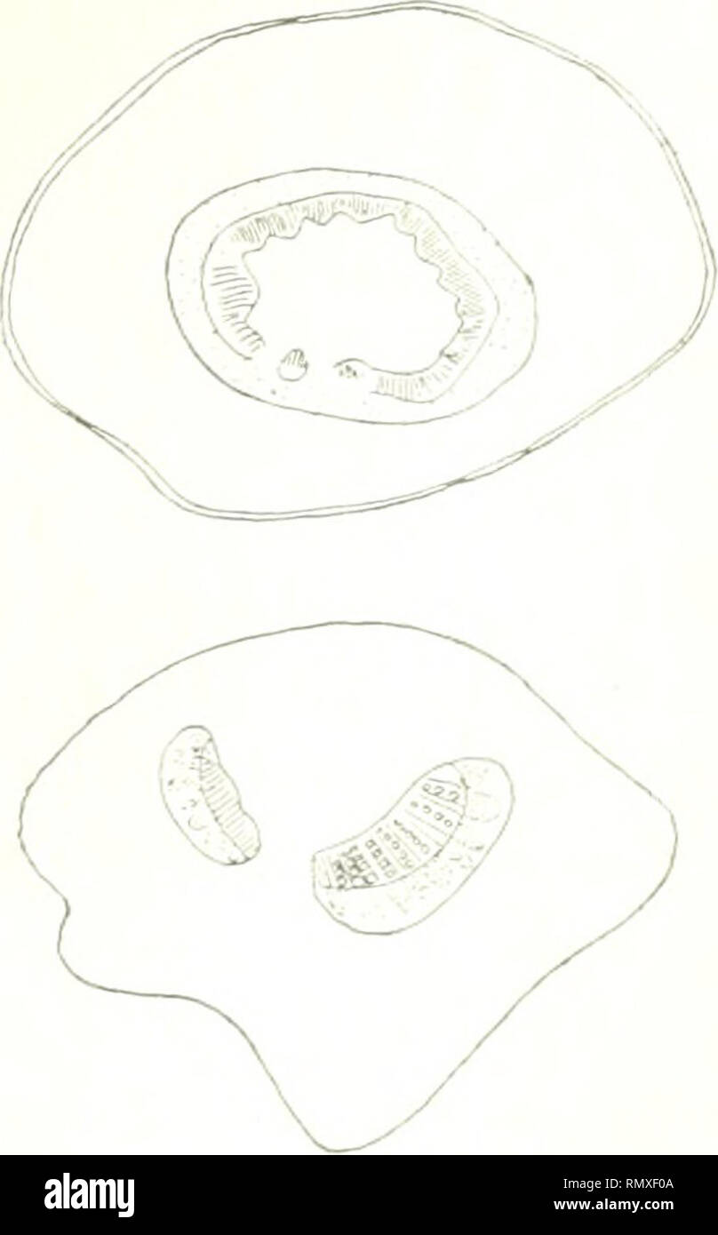 Tige ligneuse hi-res stock photography and images - Alamy