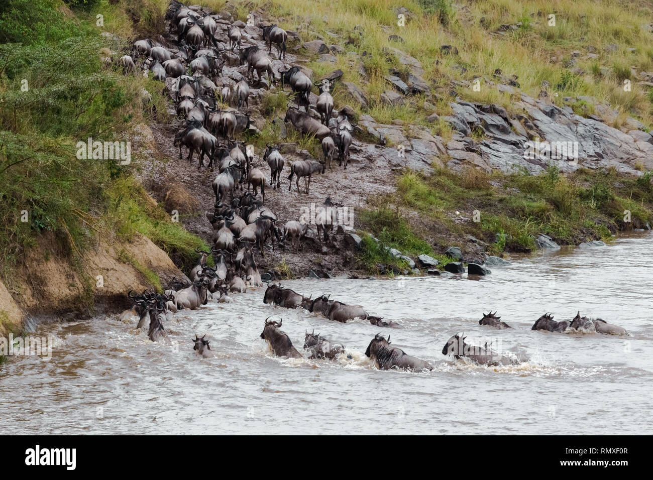 Crossing the brook the herd hi-res stock photography and images - Alamy
