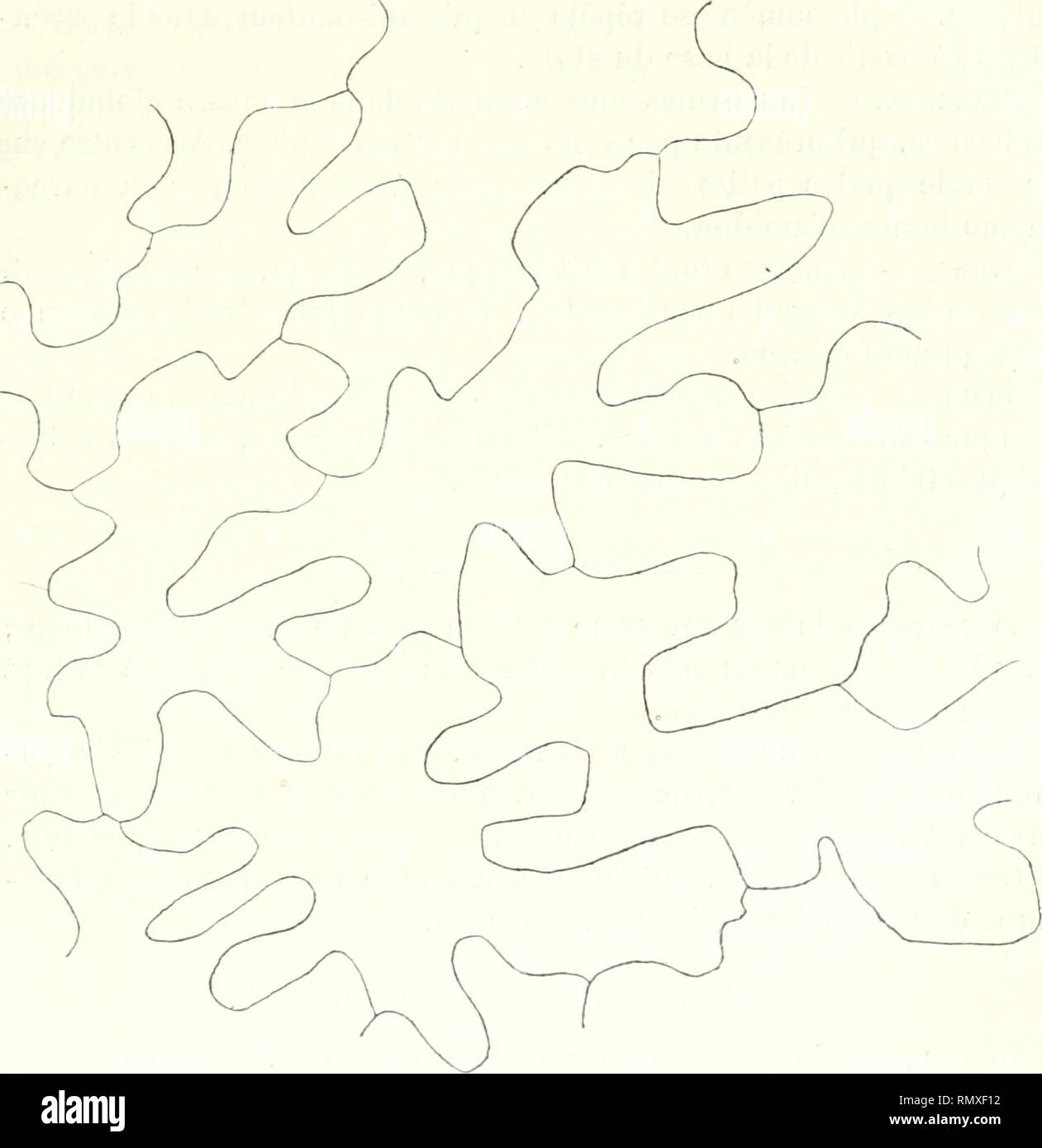 Anatomie de la fleur hi-res stock photography and images - Alamy