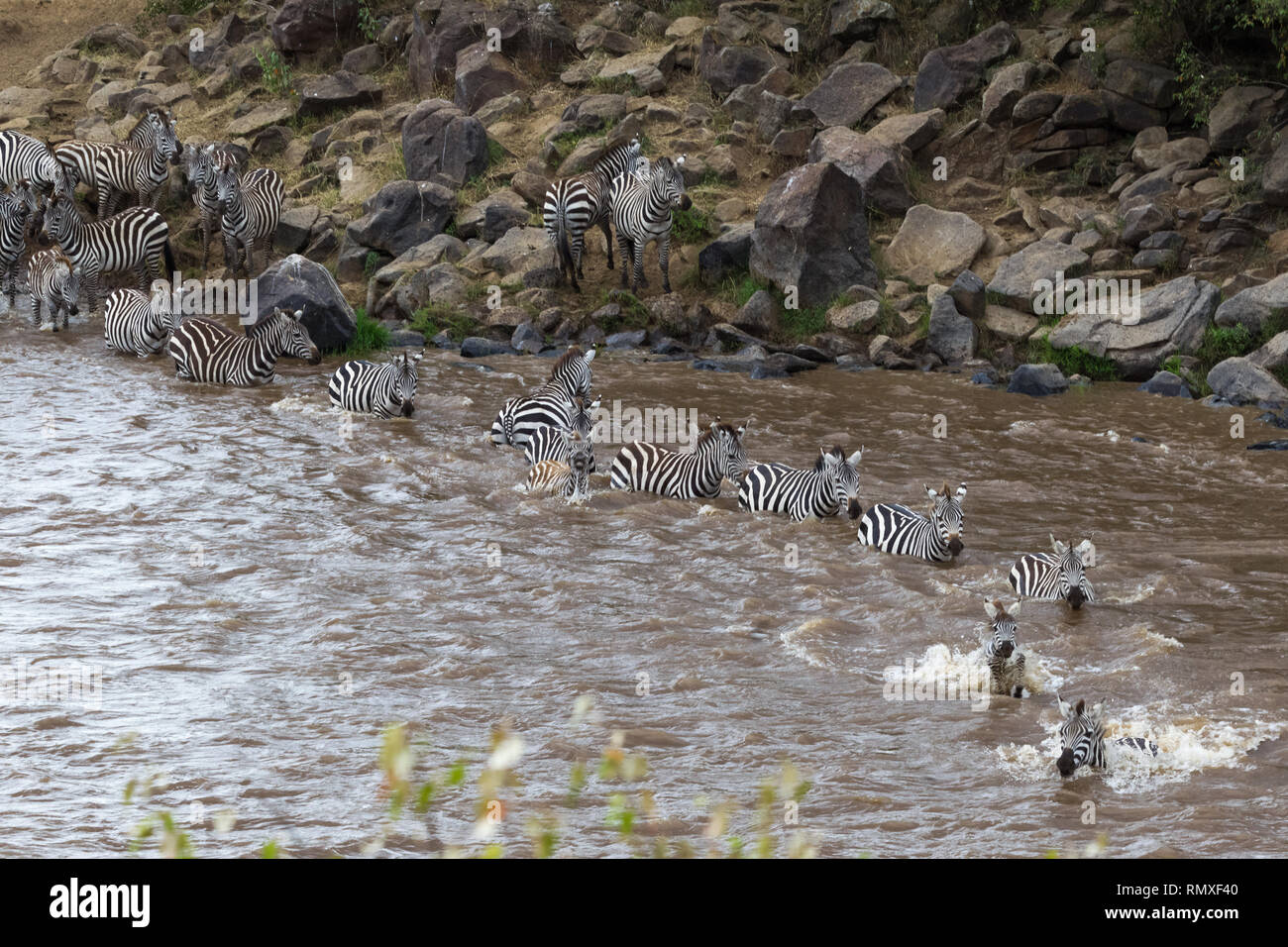 Great migration in Kenya. Masai mara, Serengeti, Africa Stock Photo - Alamy