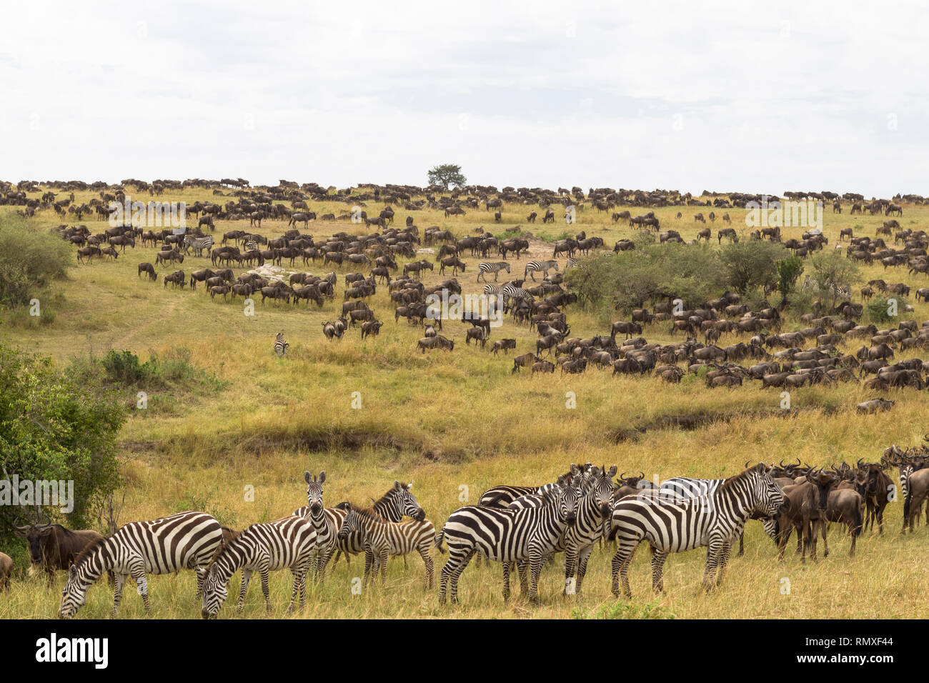 African ungulates hi-res stock photography and images - Alamy