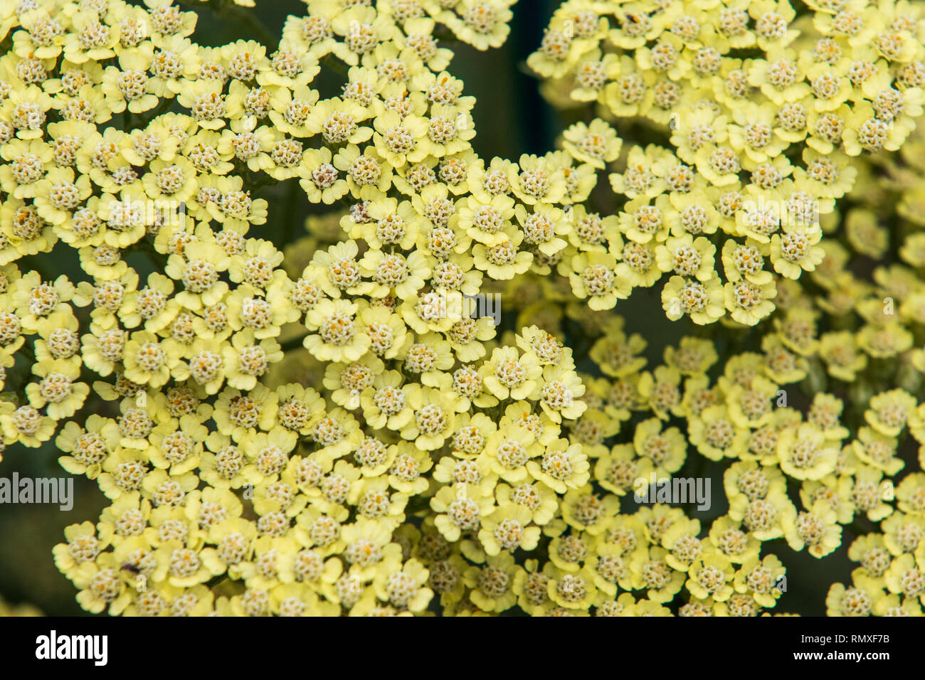 Achillea anthea in full flower Stock Photo - Alamy
