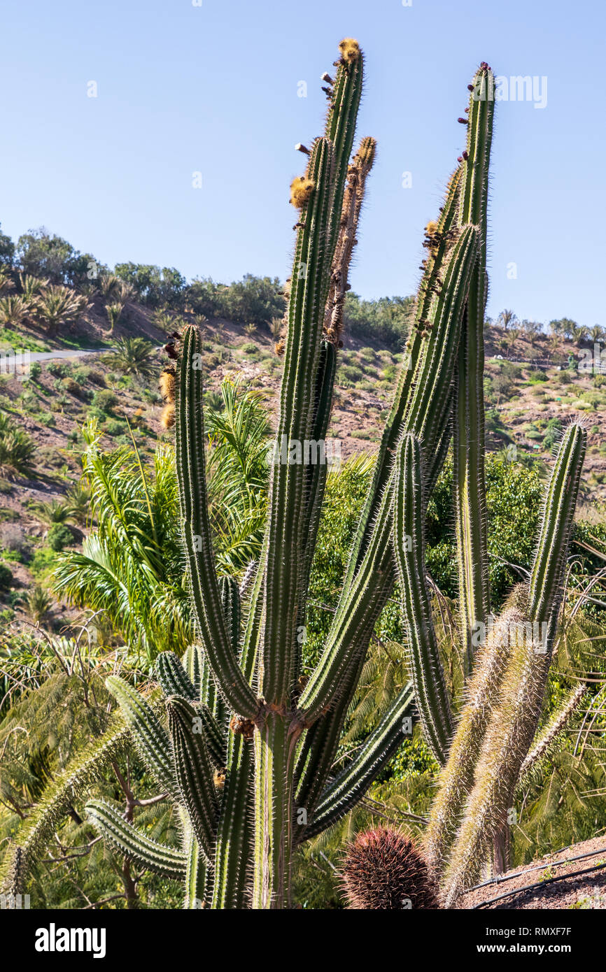 Cactus collection growing in a botanical garden Stock Photo - Alamy