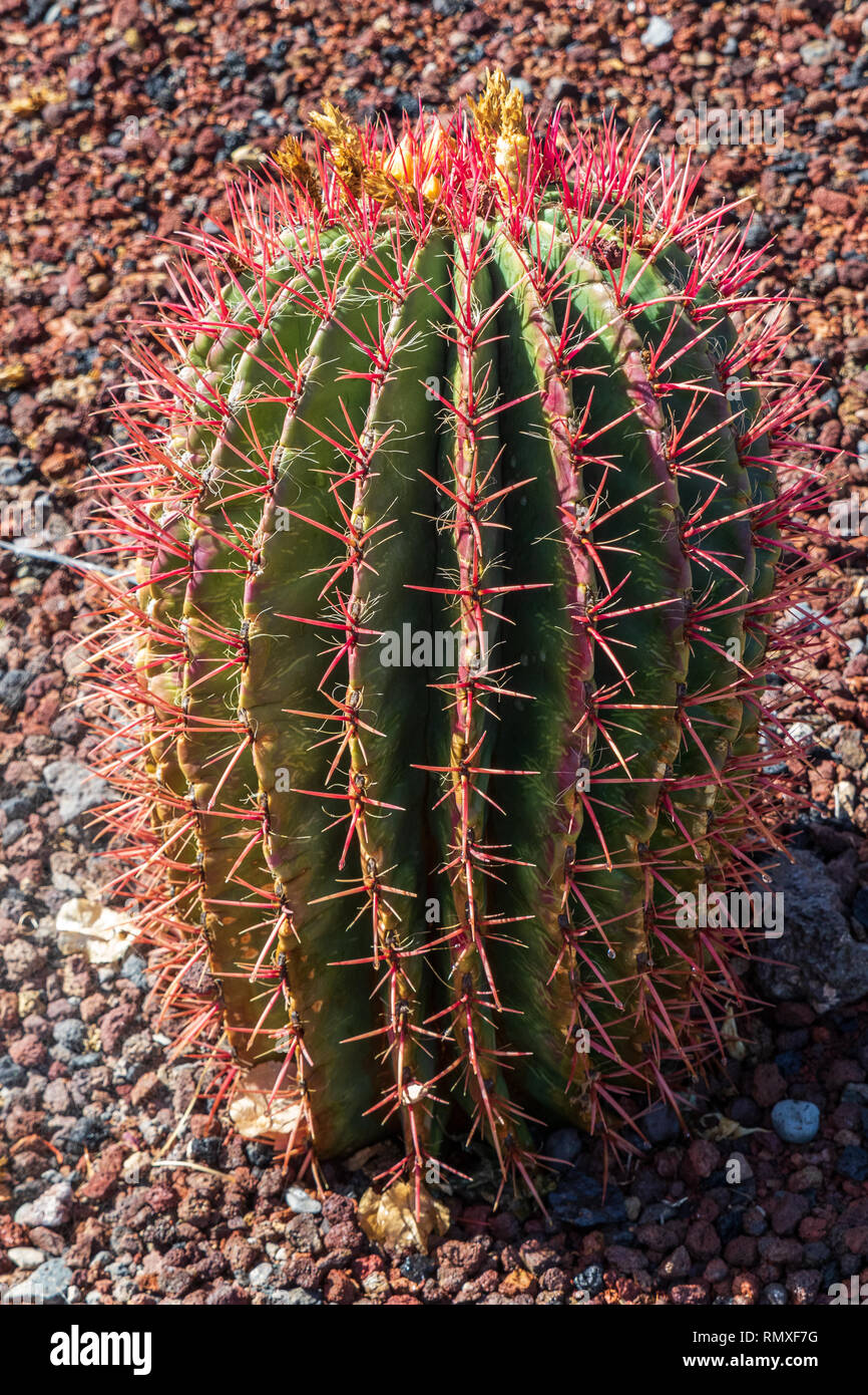 Cactus collection growing in a botanical garden Stock Photo - Alamy