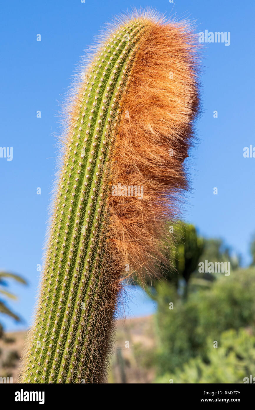 Cactus collection growing in a botanical garden Stock Photo - Alamy
