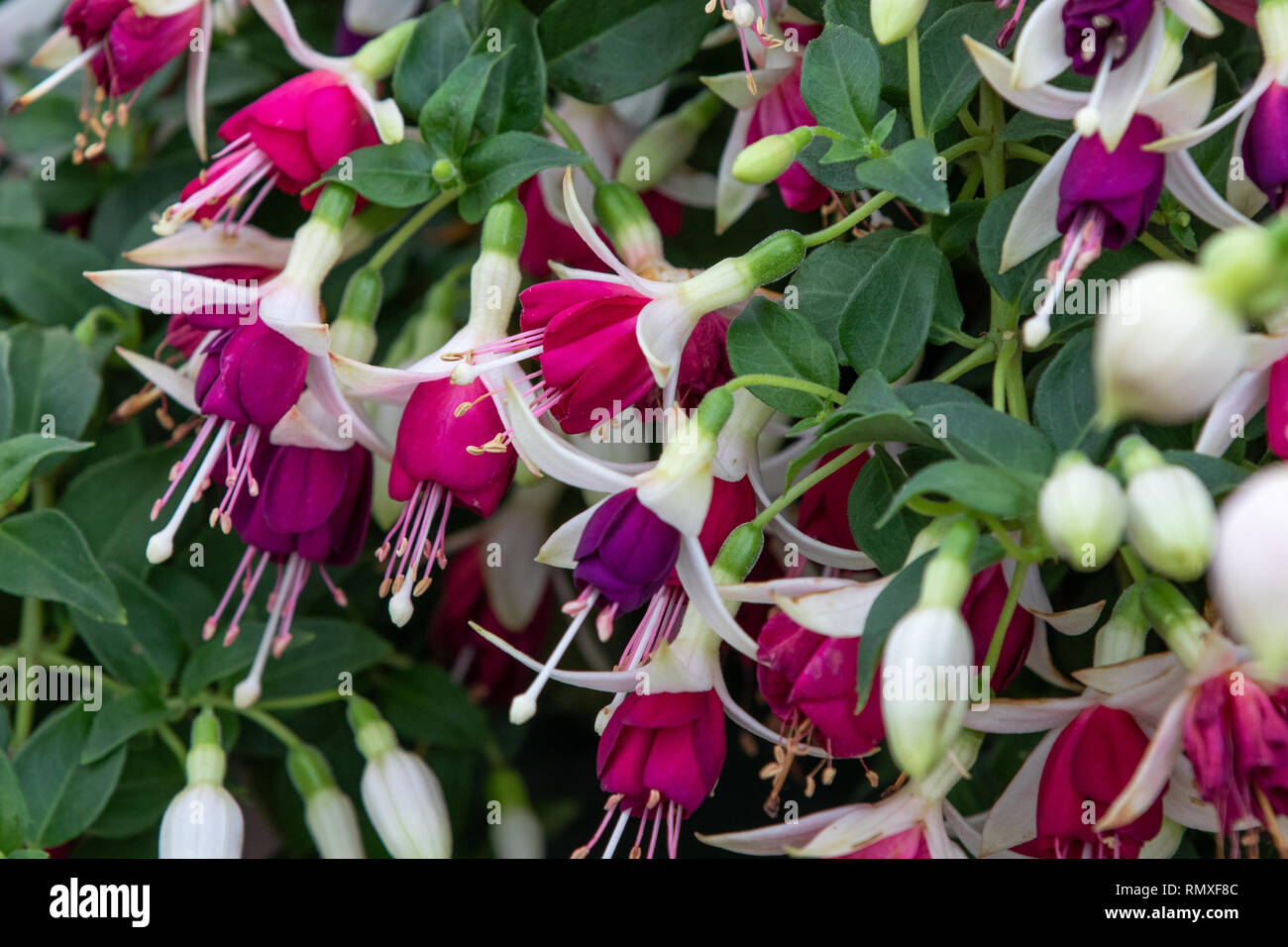 Hanging white fuchsia hi-res stock photography and images - Alamy
