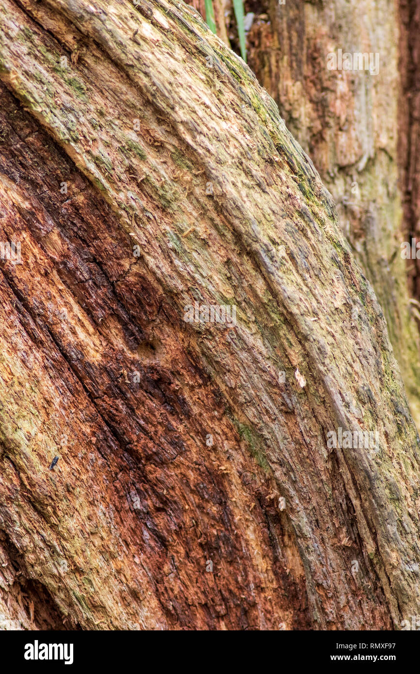Rotting tree background and texture close-up Stock Photo - Alamy