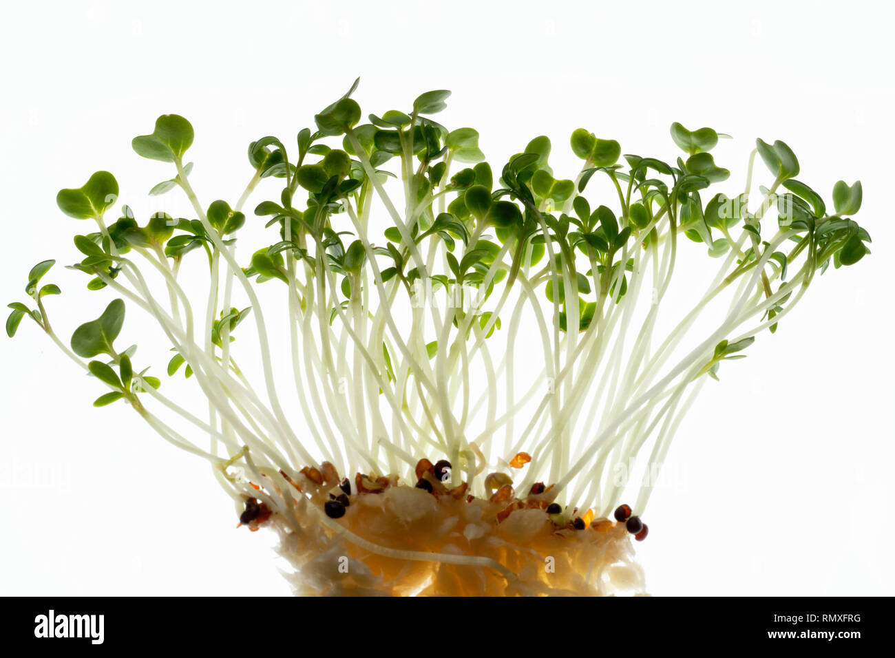 Garden cress. Edible salad plant. Also known as mustard cress Stock ...