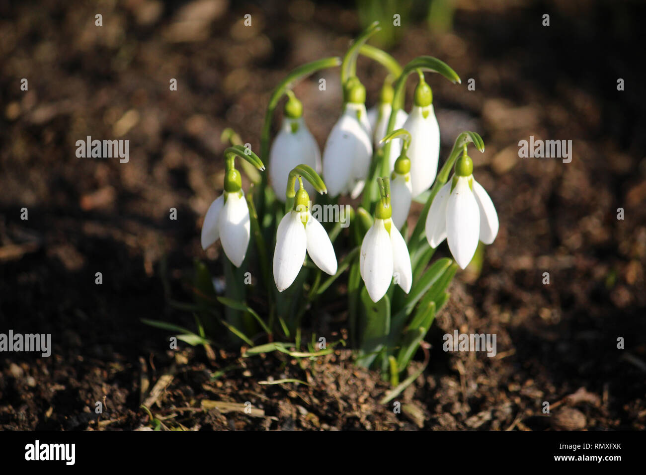 Snowdrops blooming is the sun forest Stock Photo - Alamy