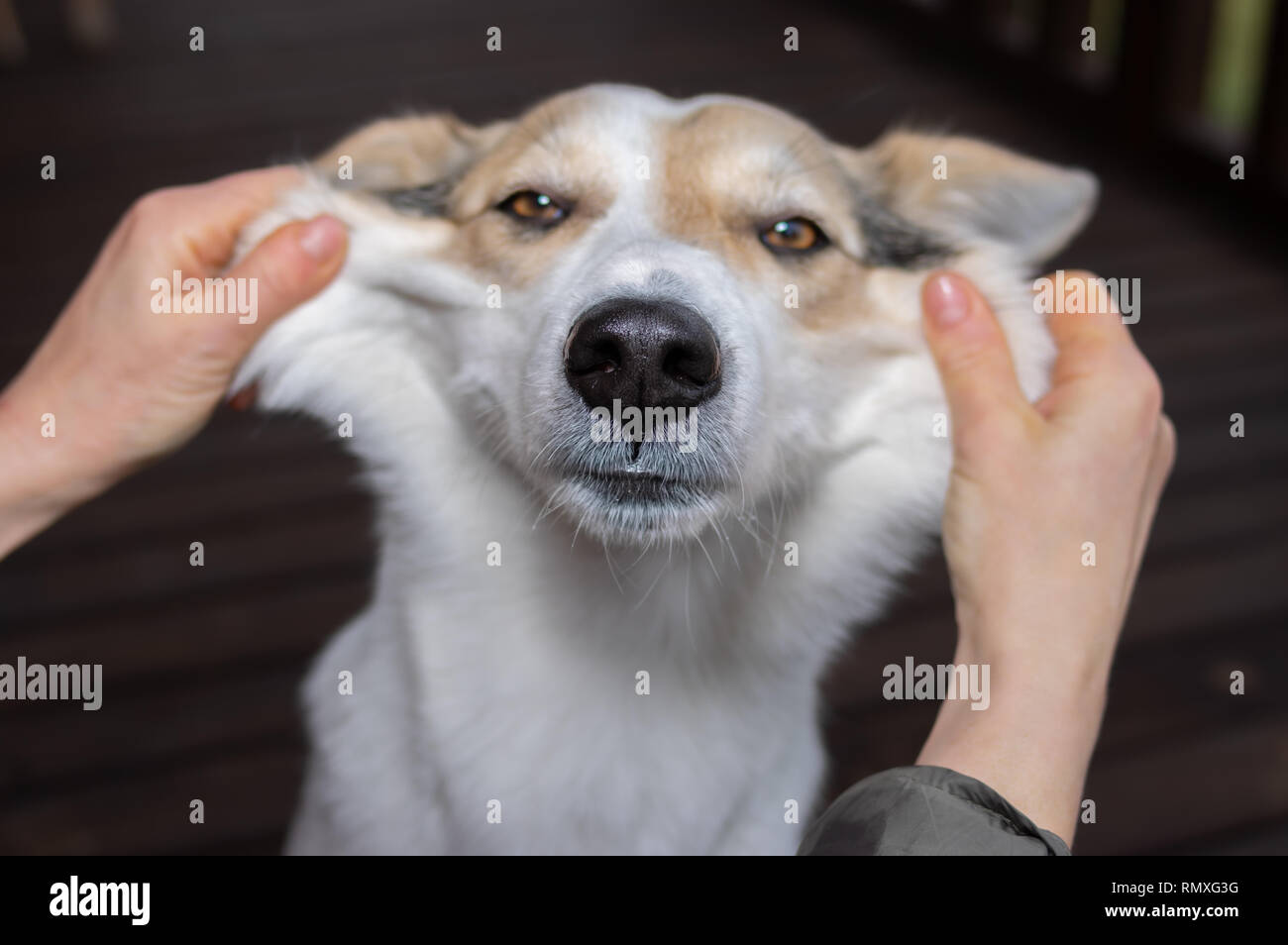 Young mixed breed dog close hi-res stock photography and images - Alamy