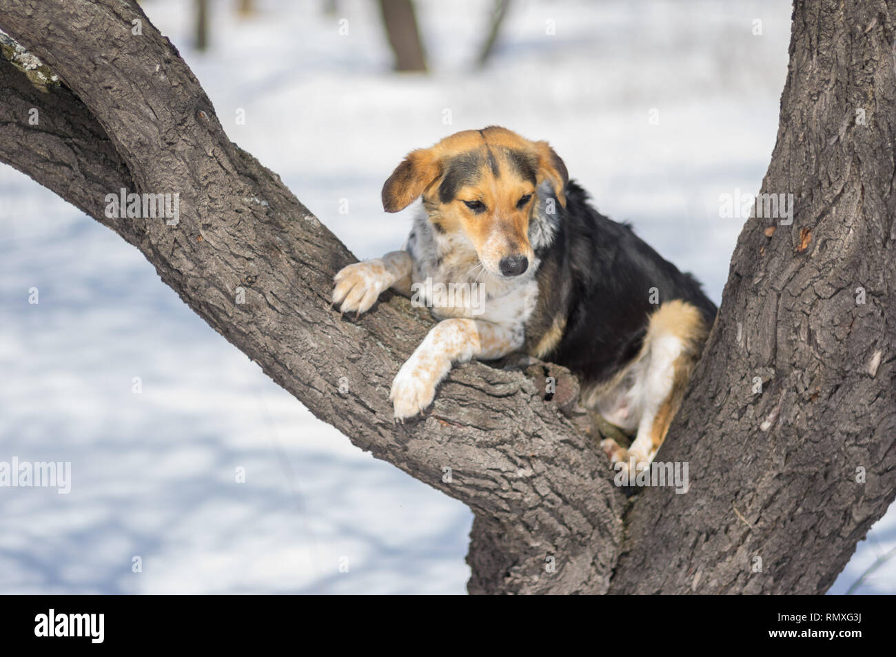 Favorite breed hi-res stock photography and images - Alamy