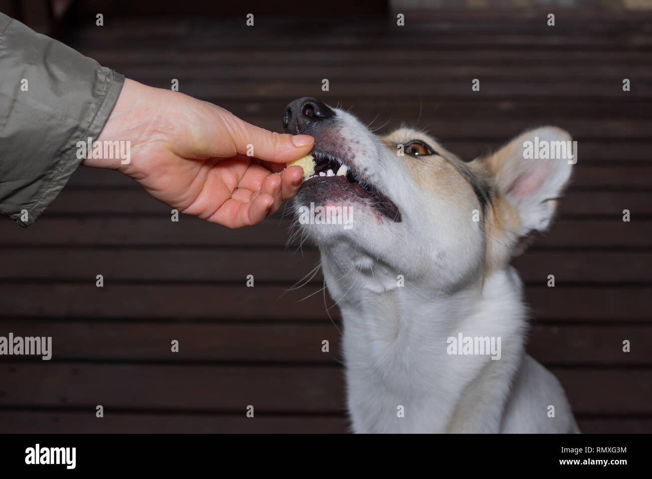 Human hand feeding young dog with cookie while training simple commands ...