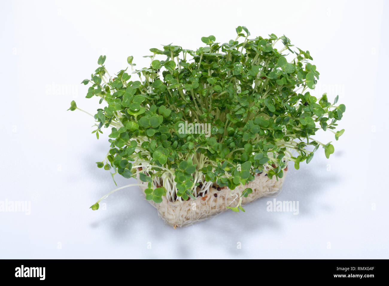 Garden cress. Edible salad plant. Also known as mustard cress Stock ...
