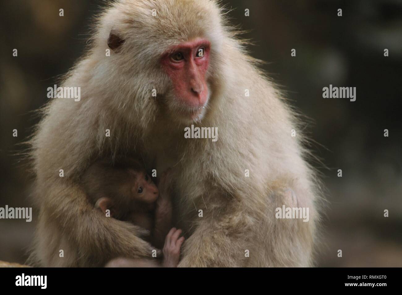 Japanese macaque with baby macaque Stock Photo - Alamy