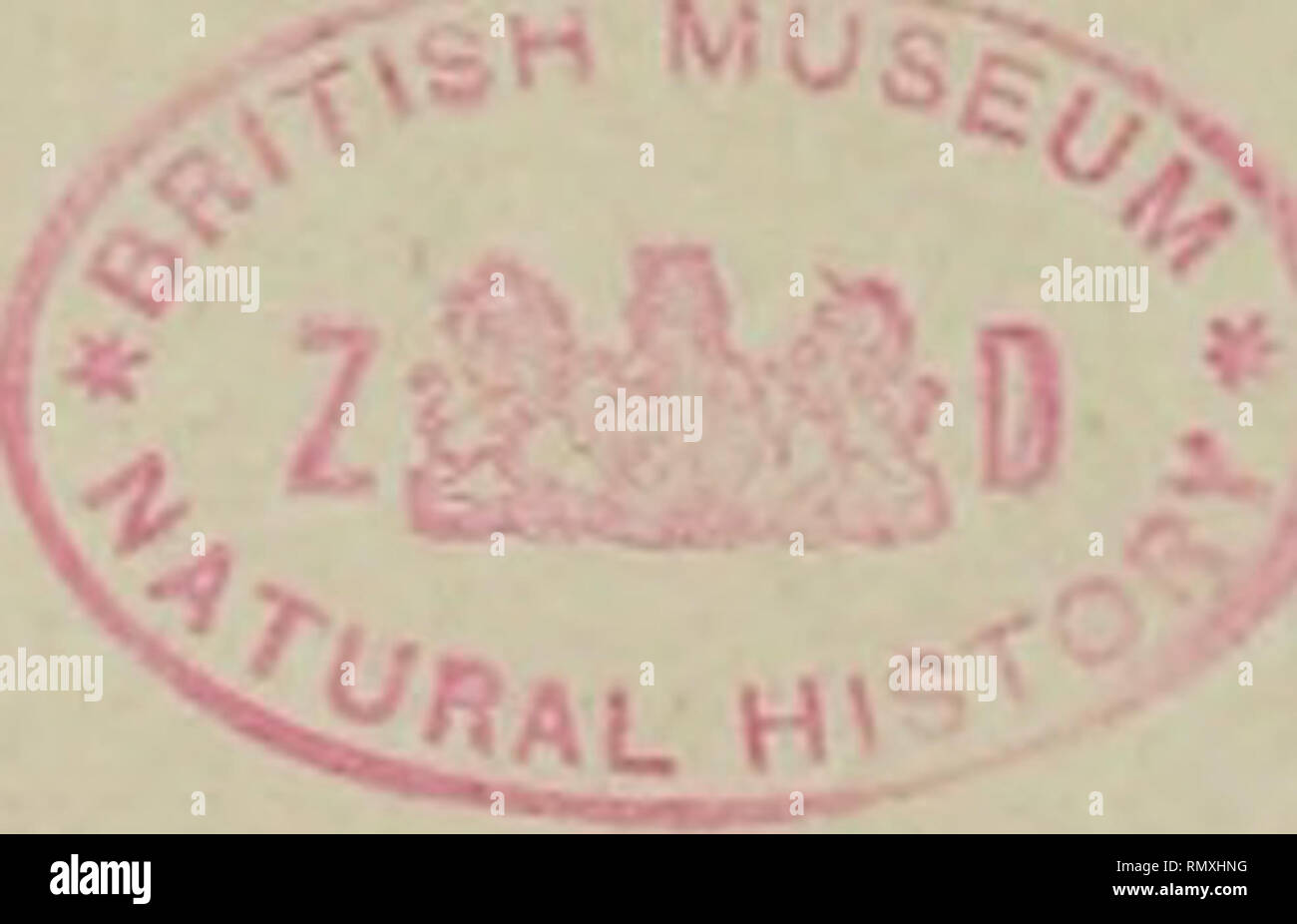 Fossile de brachiopodes hi-res stock photography and images - Alamy