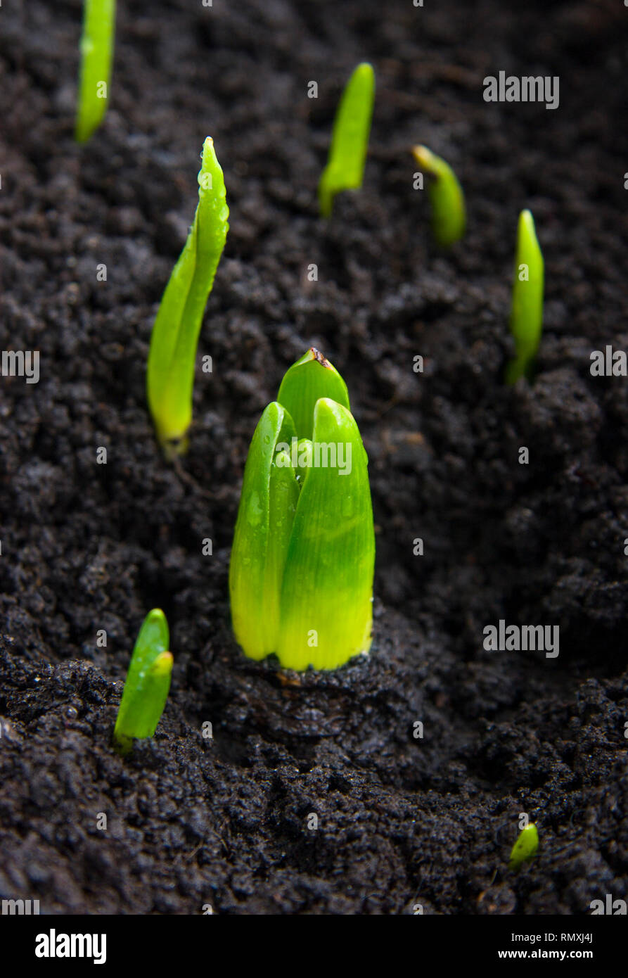 How to grow water hyacinth hi-res stock photography and images - Alamy