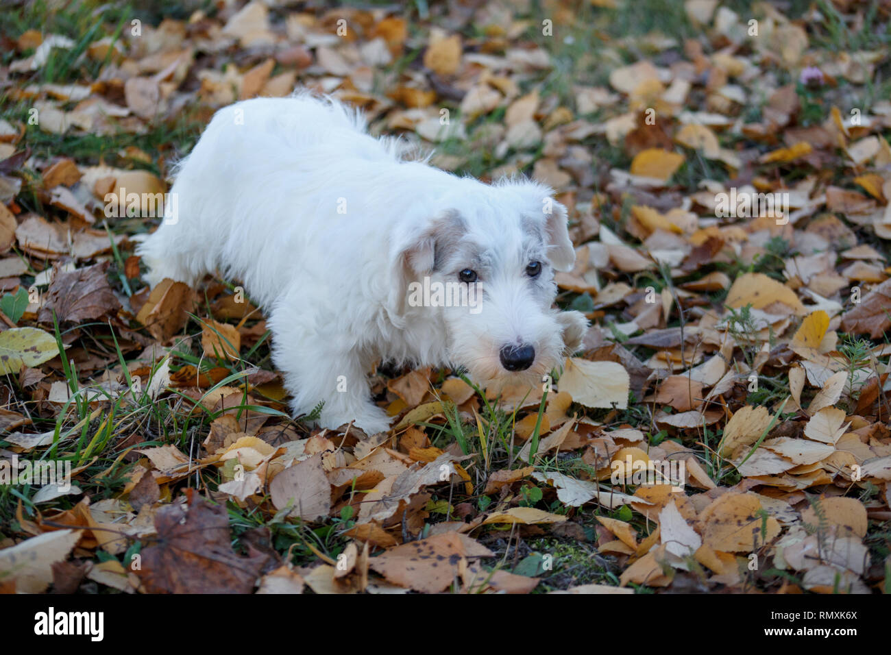 Welsh border terrier hi-res stock photography and images - Alamy