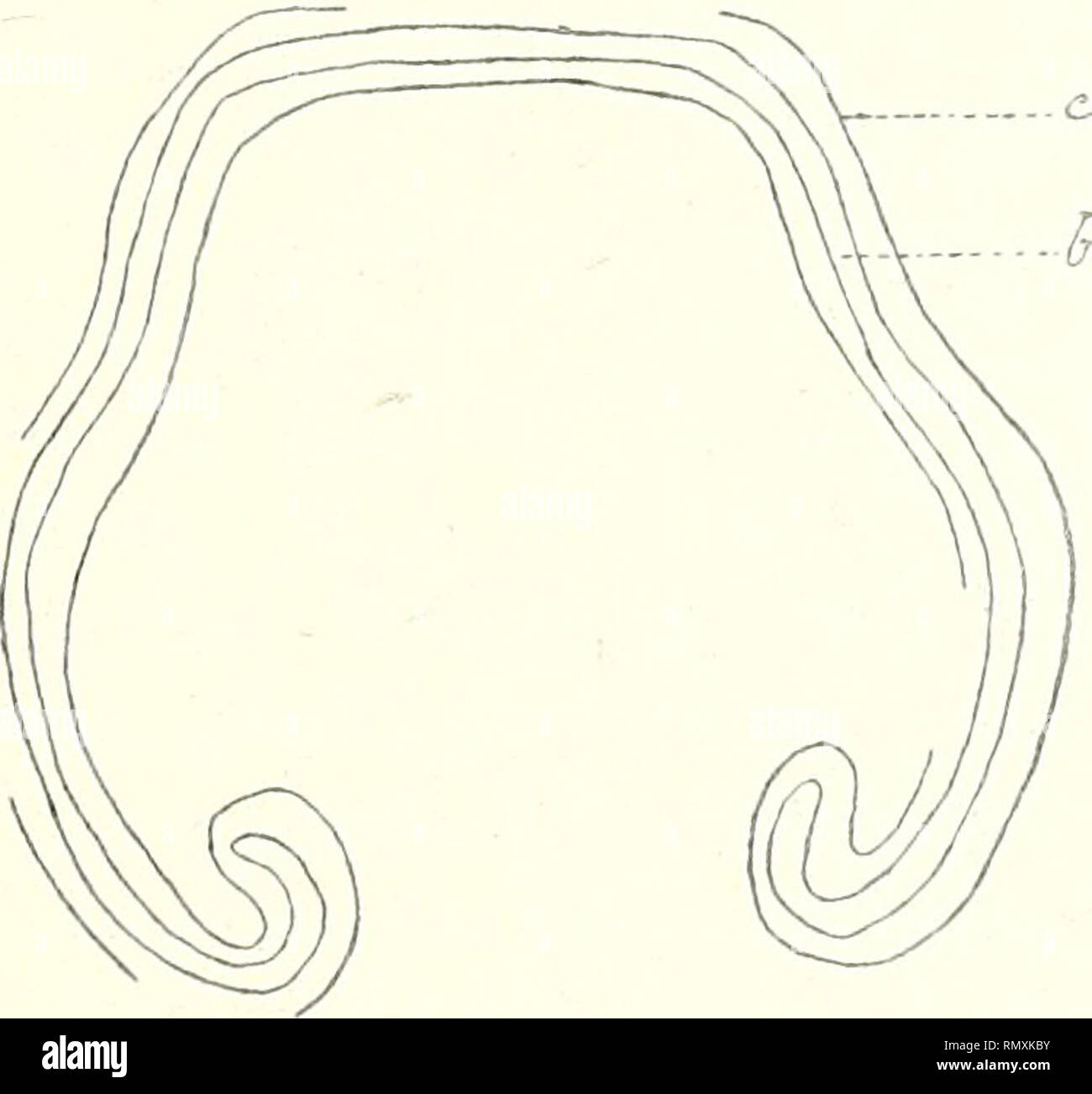 Tige ligneuse hi-res stock photography and images - Alamy