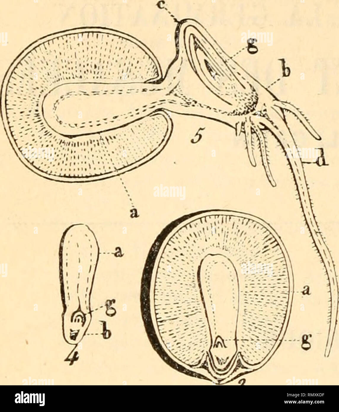 Plantes monocotyledones hi-res stock photography and images - Alamy