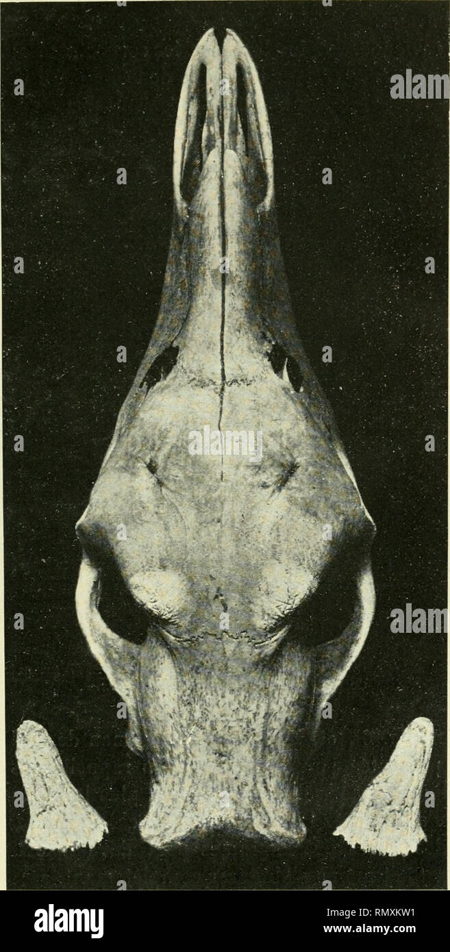 . Annales des sciences naturelles. Zoology; Biology. RECHERCHES SUR l ...