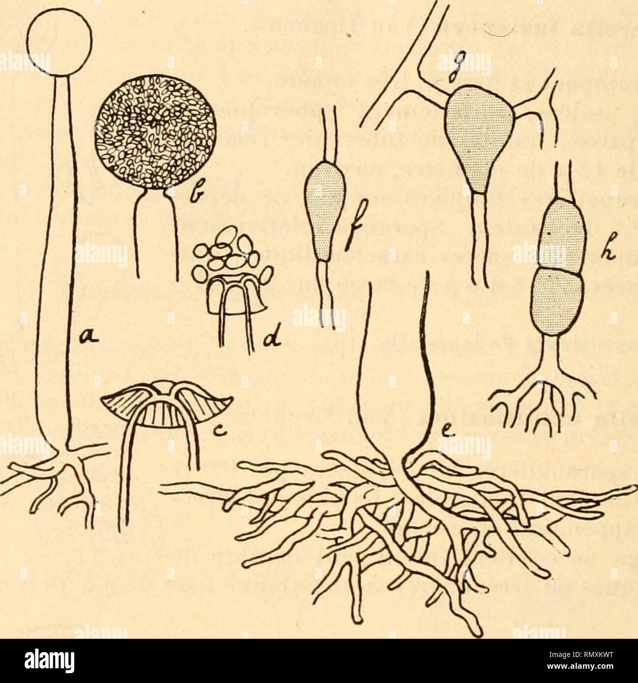 Rhizoides hi-res stock photography and images - Alamy