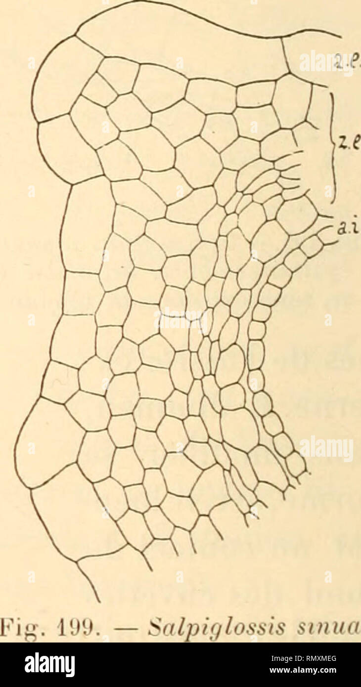 Section transversale de pin hi-res stock photography and images - Alamy