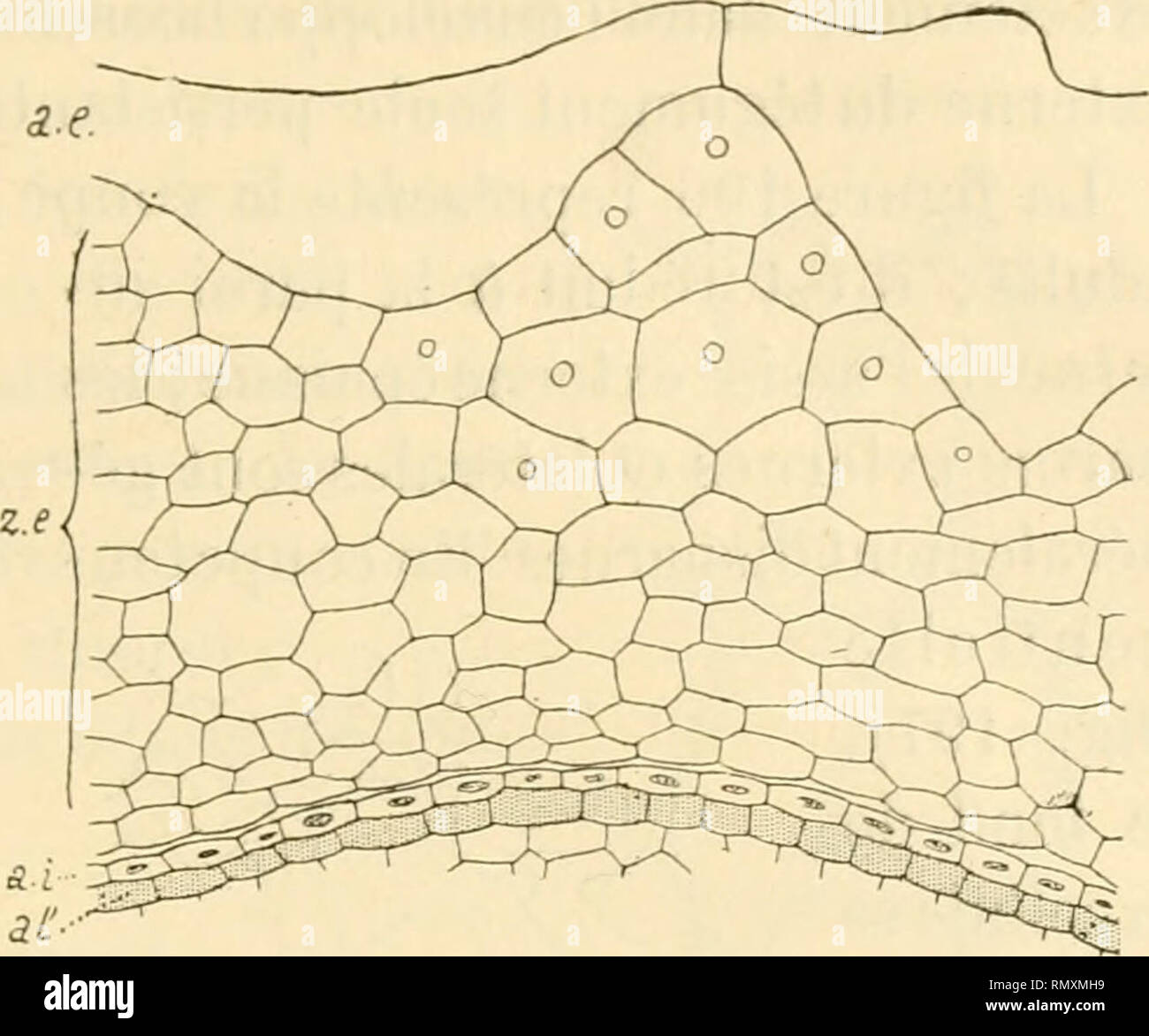 Masses of cones hi-res stock photography and images - Alamy