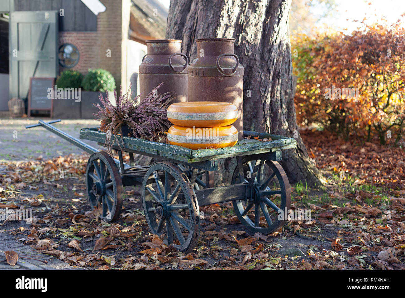 two whole cheese wheels outside on an old wooden cart - image Stock ...