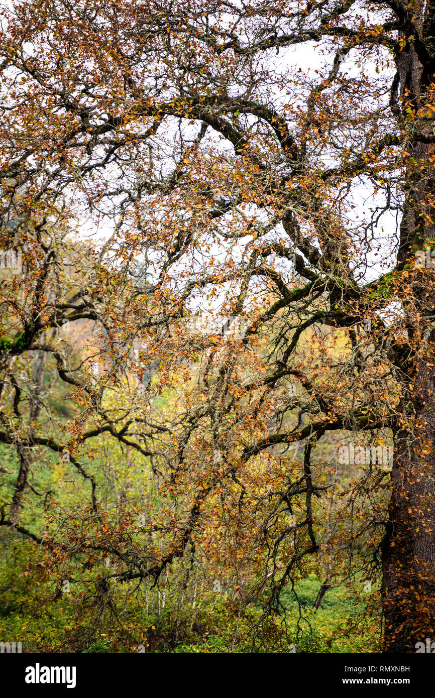 An old high branching deciduous tree with crooked twisted branches with ...
