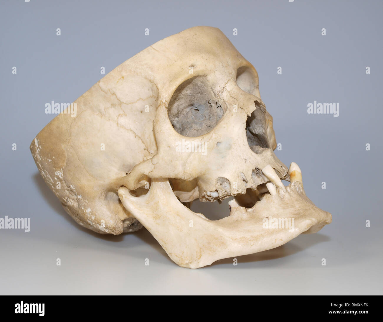 Real human skull used like teaching material Stock Photo - Alamy
