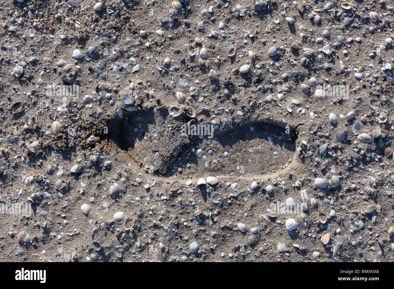 Single boot footstep inprinted in sand with a lot of shells Stock Photo ...