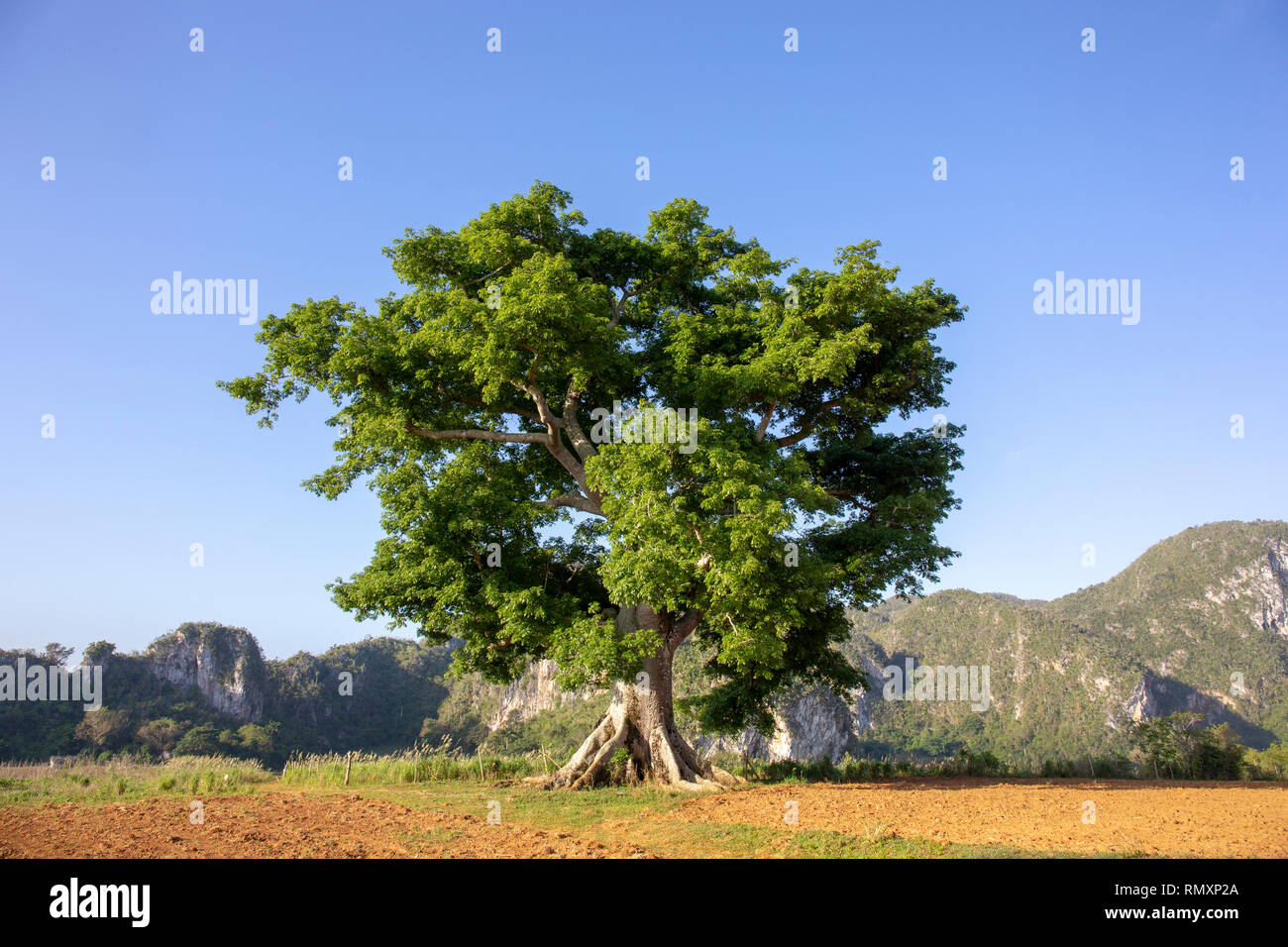 Cuban cigar palm tree blue hi-res stock photography and images - Alamy