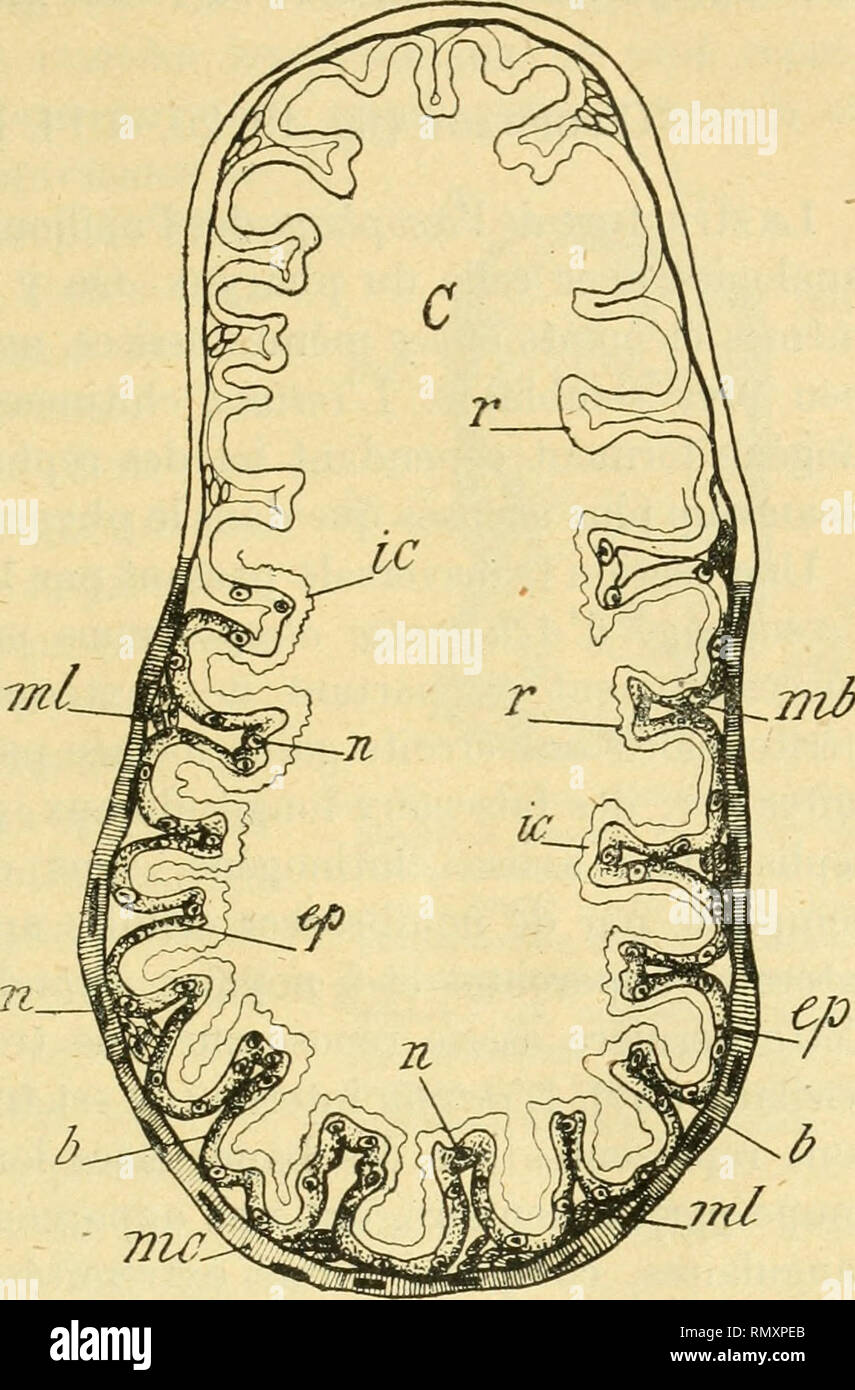 Cytoplas hi-res stock photography and images - Alamy