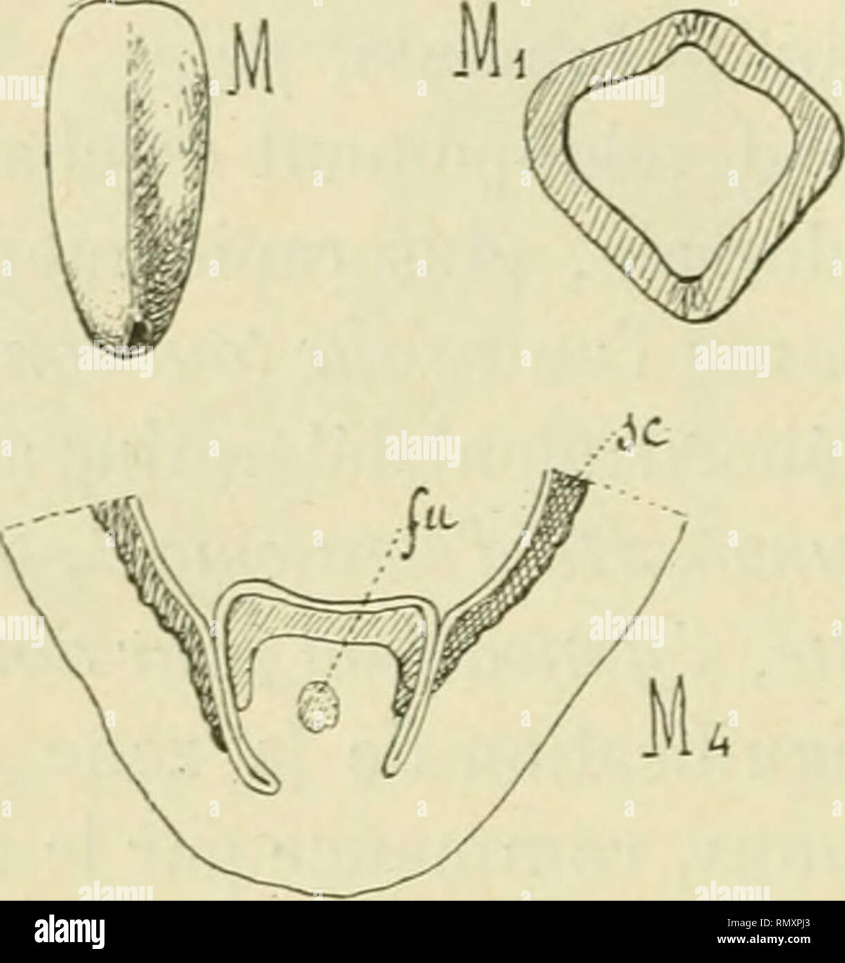 . Annales des sciences naturelles. Plants; Biology. 304 A. JOXE LABIEES ...