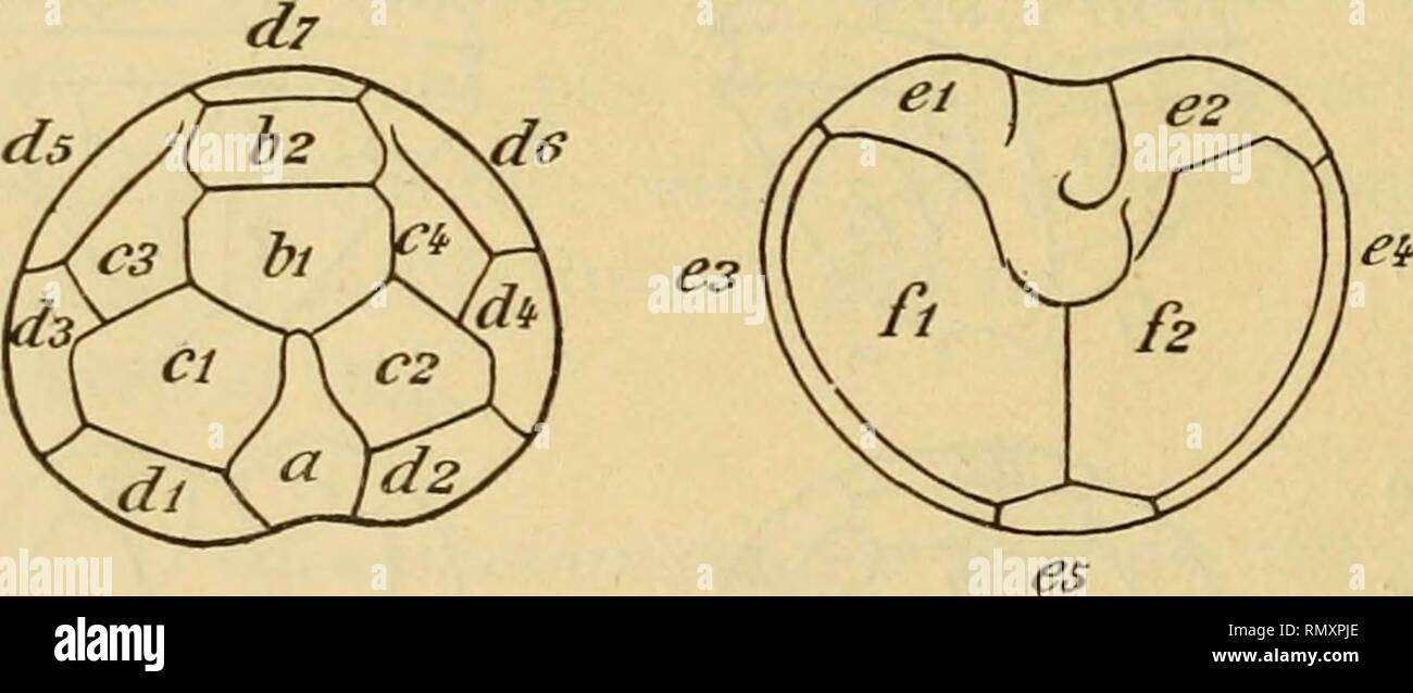 Peridinium hi-res stock photography and images - Alamy