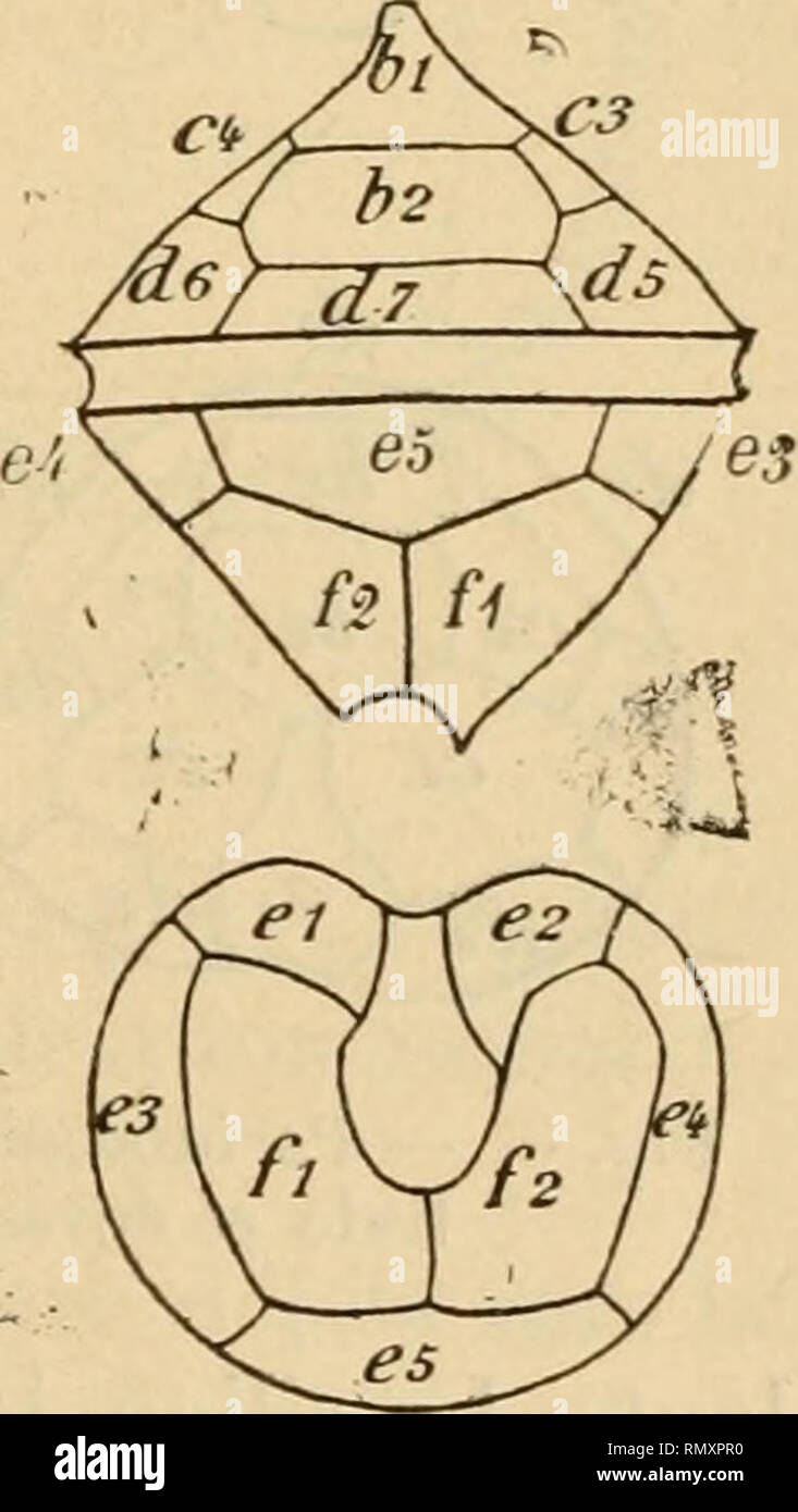 Peridinium sp hi-res stock photography and images - Alamy